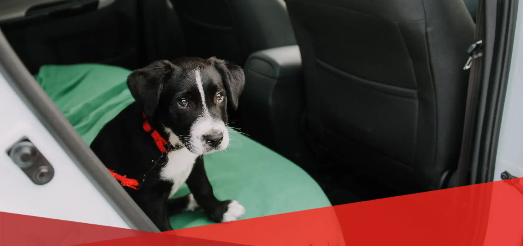 How to Dog-Proof Your Car - W. Gochis Insurance Agency, Inc
